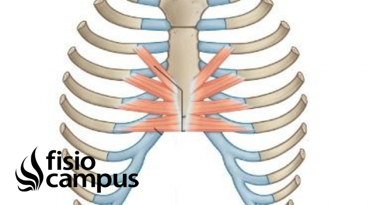 Triangular del esternón | Qué es, ubicación, origen, inserción ...