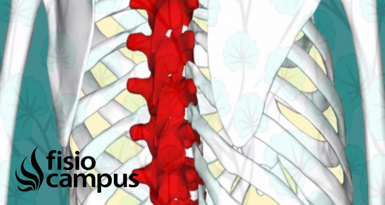 Vértebras dorsales | Qué son, significado, localización, para qué ...