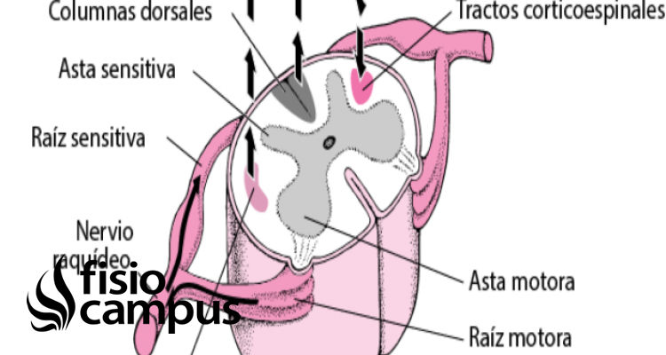 Vías motoras | Qué son, dónde se originan y terminan, función y lesiones