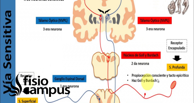 Vías sensitivas | Qué son, dónde se originan y terminan, función y lesiones