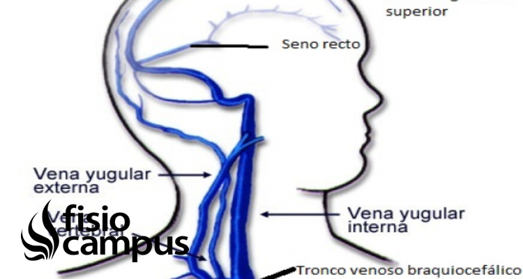 Yugular interna y externa | Qué es, ubicación, recorrido ...