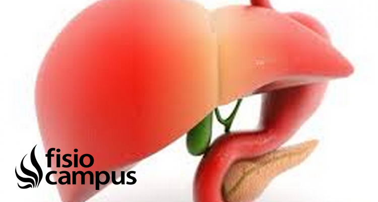 El hígado y la salud de todo el organismo | FisioOnline