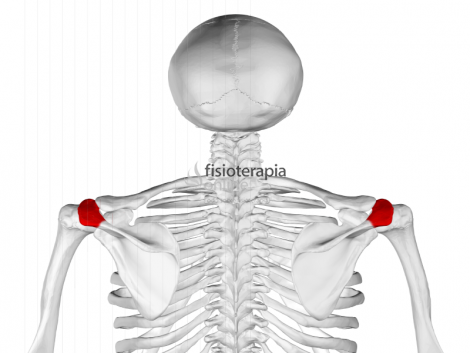 Acromion | Qué es, tipos, qué significa, dónde está, función y lesiones