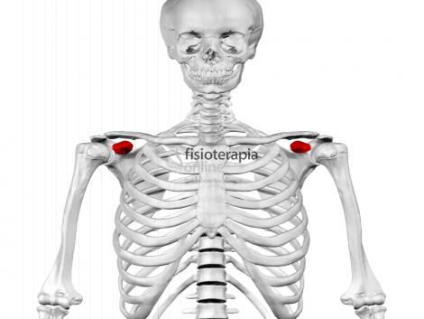 Apófisis coracoides | Qué es, qué significa, ubicación, función y lesiones