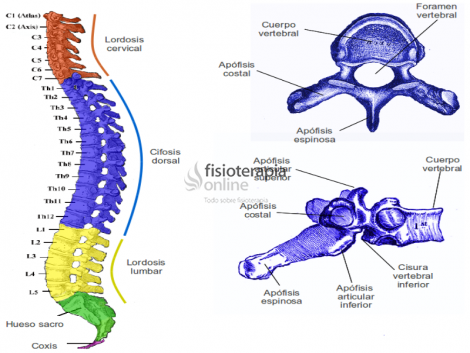 Apófisis espinosa | Qué es, qué significa, ubicación, función y lesiones