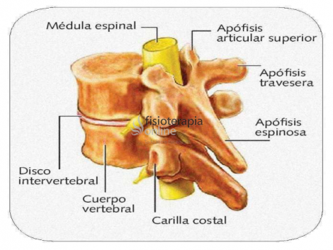Apófisis transversa | Qué es, significado, dónde se encuentra, para qué ...