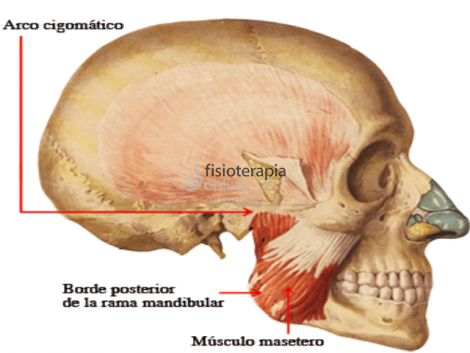 Arco cigomático | Qué es, cómo está formado, ubicación, función y fractura