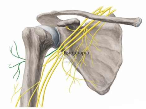 Circunflejo (nervio) | Qué es, ubicación, dónde se origina, recorrido ...