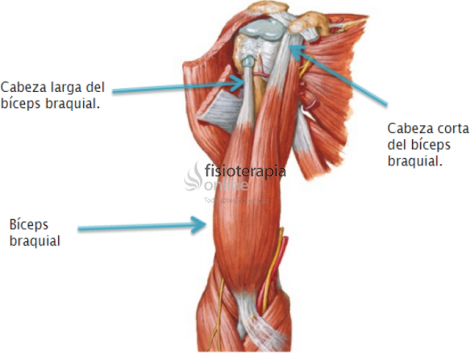 Tendón largo del bíceps | Qué es, función, inserción y lesiones