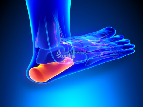 Calcáneo | Qué es, significado, dónde está, función y por qué duele