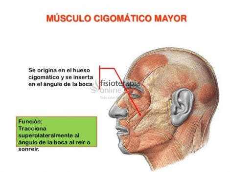 Cigomático mayor | Qué es, ubicación, origen, inserción, inervación y ...