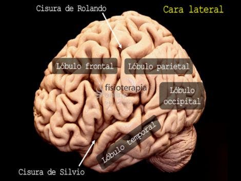 Cisura de Rolando | Qué es, dónde se encuentra y función