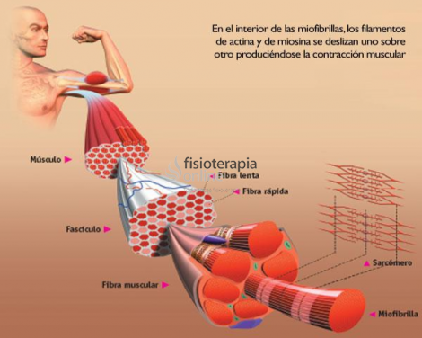 Contracción muscular | Qué es, tipos, cómo y dónde se produce, cuál es ...
