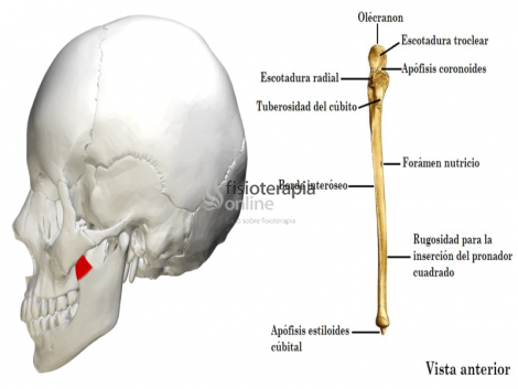 Apófisis coronoides | Qué es, significado, función y lesiones en ...