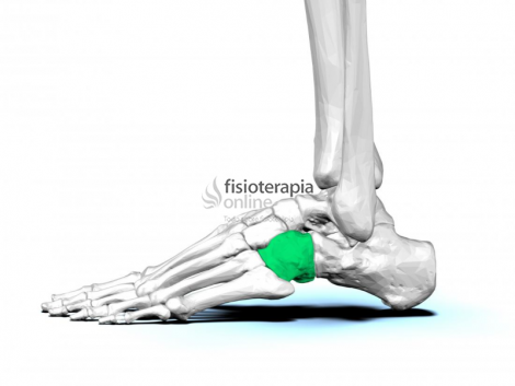 Cuboides │Qué es, significado, dónde queda, para qué sirve y lesiones ...