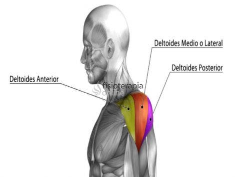 Deltoides | Qué es, origen, inserción, ubicación, cómo estirar y ...