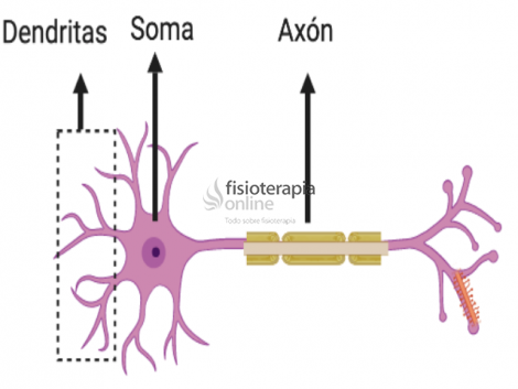 Dendrita | Qué es, dónde se encuentra, cuál es función e importancia ...