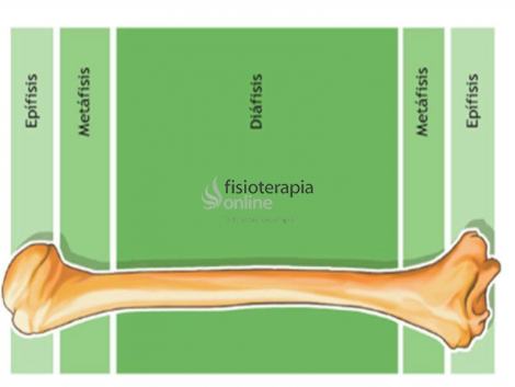 Diáfisis | Qué es, significado, dónde se encuentra, función y fractura