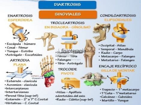 Diartrosis | Qué es, etimología, ubicación y movimientos