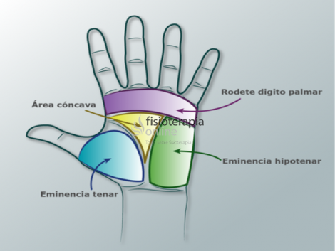 Tenar | Qué es, ubicación, inervación, estructuras, función y lesiones