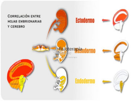 Endodermo | Qué es, cómo se forma, ubicación, función y qué órganos forma