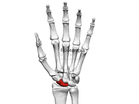 Escafoides | Qué es, significado, dónde está, función y qué causa dolor ...