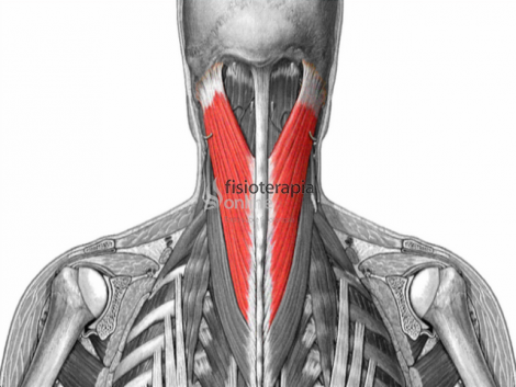 Esplenio | Qué es, etimología, origen, inserción, función y lesiones