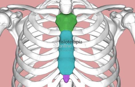 Esternón | Qué es, significado, ubicación, función y por qué duele