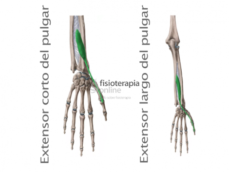 Extensor corto y largo del pulgar | Qué es, origen, inserción ...