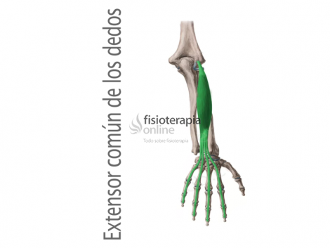 Extensor común de los dedos | Qué es, ubicación, origen, inserción ...