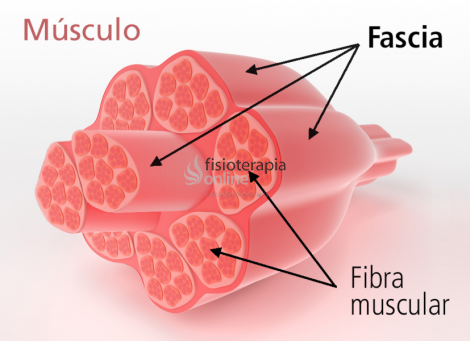 Fascia | Qué es, significado, ubicación, función y por qué duele