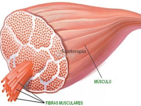 Fibra muscular | Qué es, dónde se encuentra, componentes, cuál es su ...