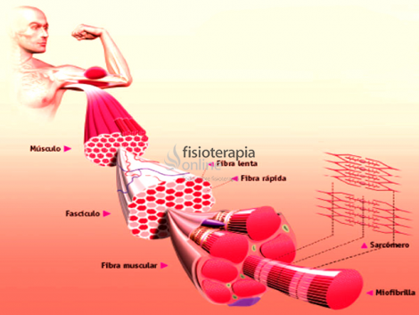 Fibra roja | Qué es, en qué músculos se encuentra, características y ...