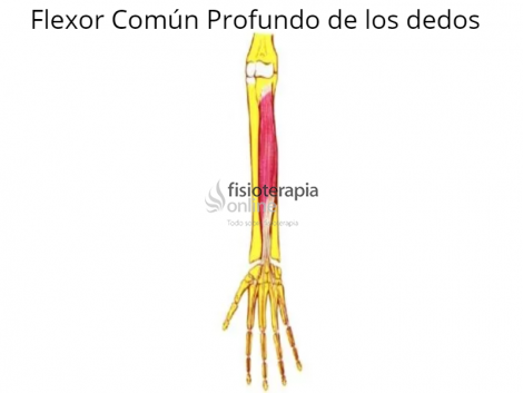 Flexor Superficial Dos Dedos Cadaver