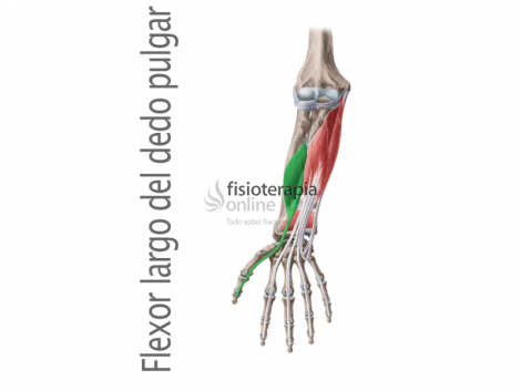 Flexor largo del pulgar | Qué es, ubicación, función, origen, inserción ...