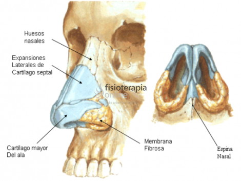 Nasal | Qué es, significado, dónde está, para qué sirve y lesiones
