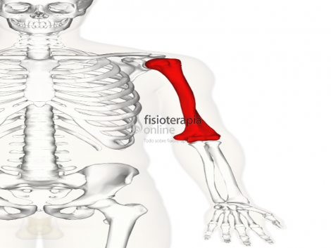 Húmero | Qué es, significado, dónde está, función, lesiones, cómo es la ...