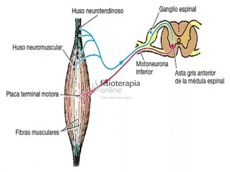 Husos neuromusculares | Qué son, dónde se ubican, función y disfunción