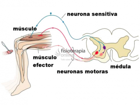 Impulso nervioso | Qué es, mecanismo de acción, dónde se produce y cuál ...