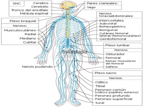 Inervación | Qué es, fisiología e importancia