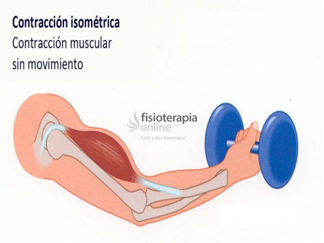 Isométrico (contracción) | Qué es, cómo y dónde se produce, cuál es su ...