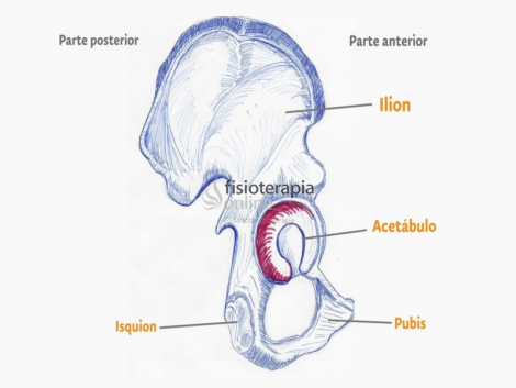 Isquion | Qué es, significado, ubicación, función y lesiones
