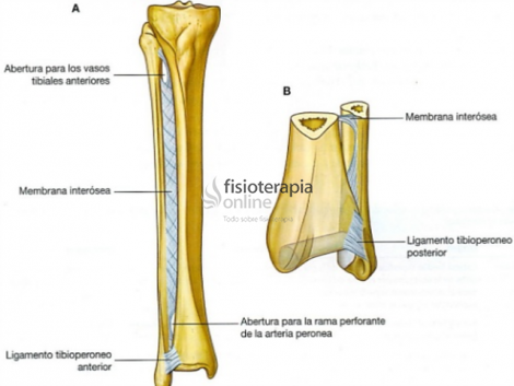 Interóseo | Qué es, ubicación, origen, inserción y función