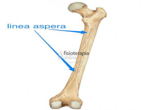 Línea áspera | Qué es, qué musculos se insertan, ubicación y fractura