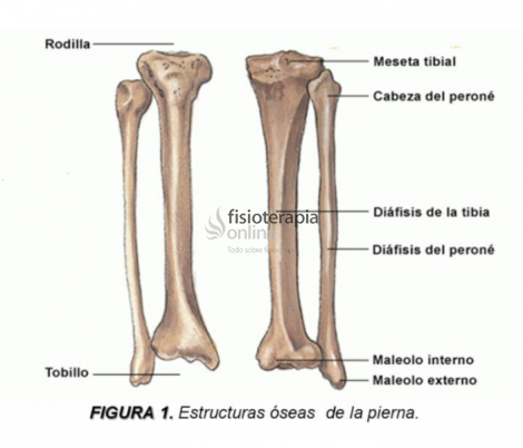 Meseta tibial | Qué es, significado, ubicación, función y fractura
