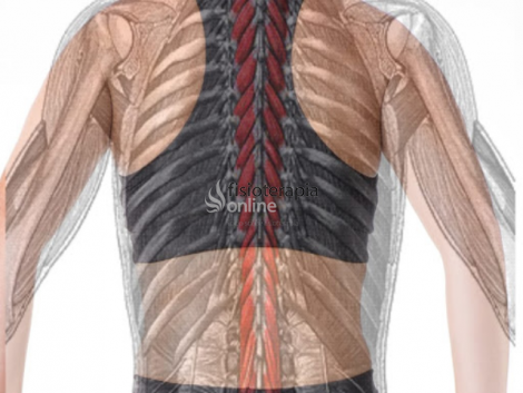 Multífidos | Qué son, cómo fortalecer, origen, inserción, función y ...