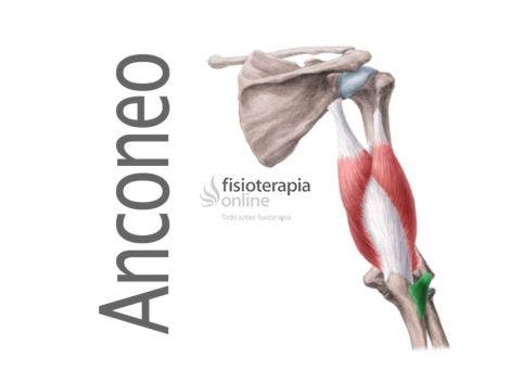 Ancóneo | Qué es, ubicación, origen, inserción, movimientos y función