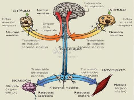 Motores (nervios) | Qué son, cuáles nervios del cuerpo son motores ...