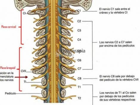 Raquídeos (nervio) | Qué son, ubicación, dónde se origina, recorrido ...