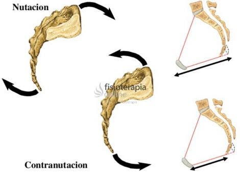 Nutación y contranutación | Qué es, qué parte del cuerpo realiza este ...